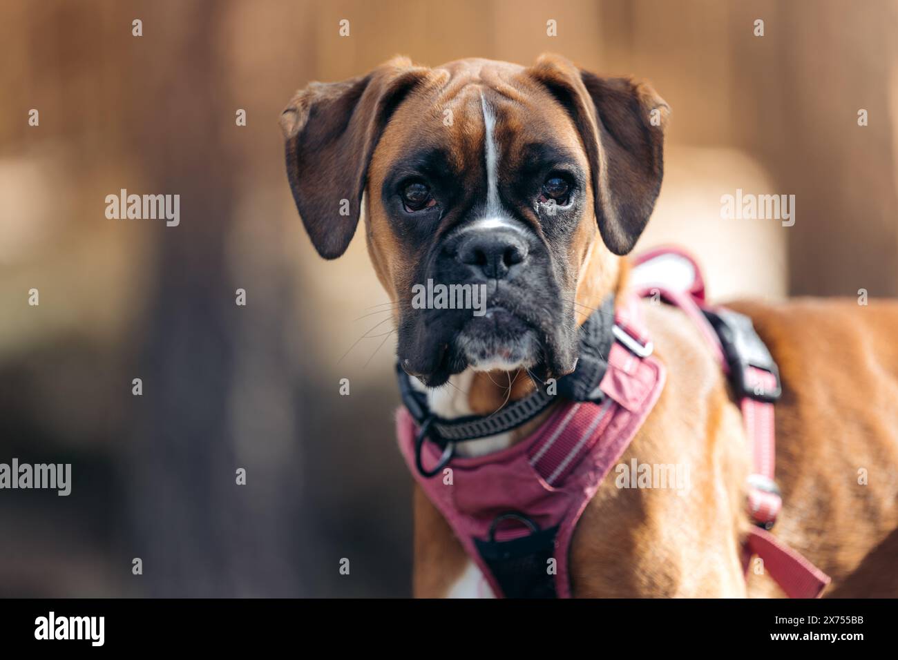 Lovable light brown puppy hi-res stock photography and images - Alamy