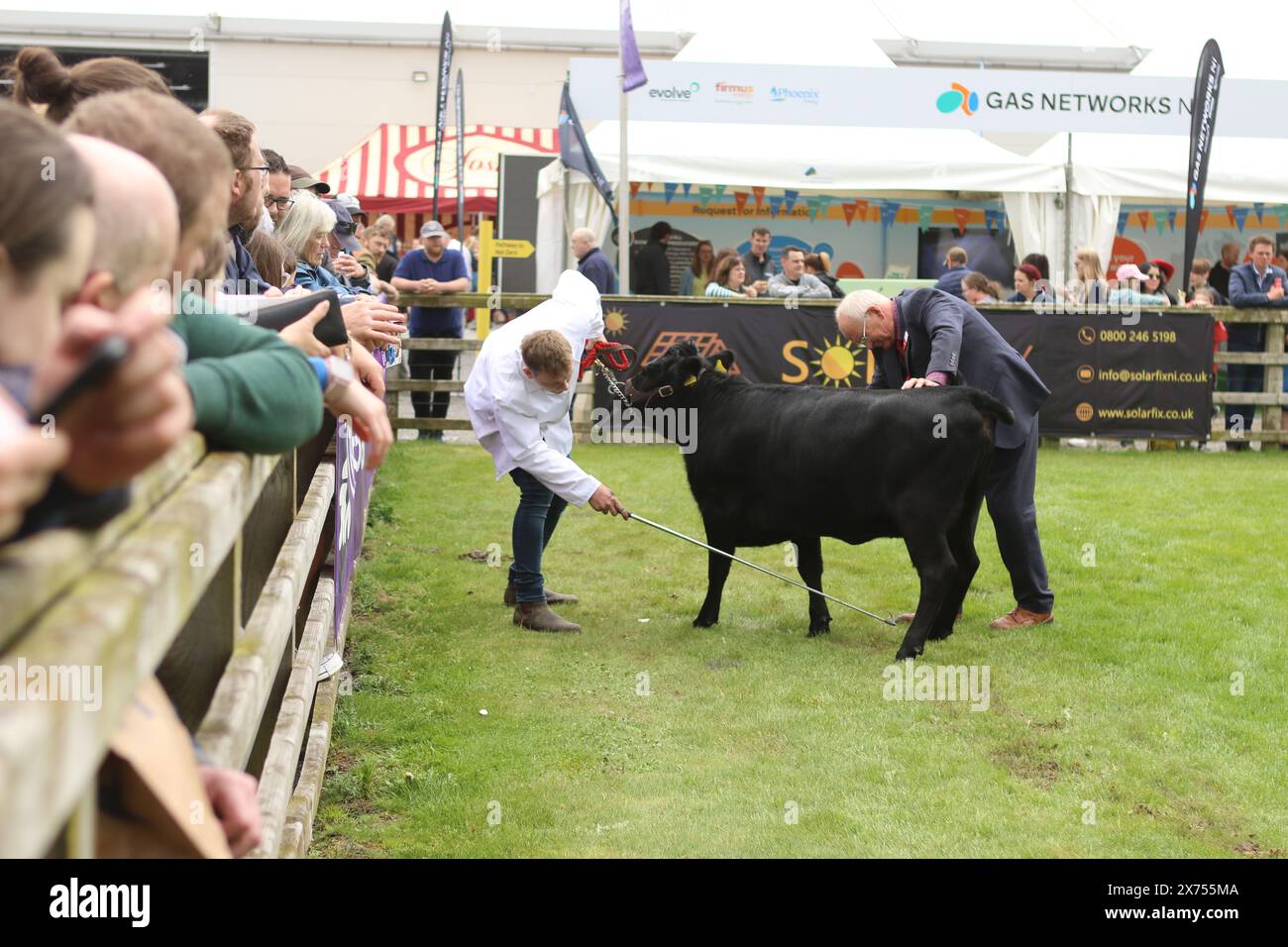 Stephen Darnbrook judging Dexter cattle at the 2024 Balmoral show at ...
