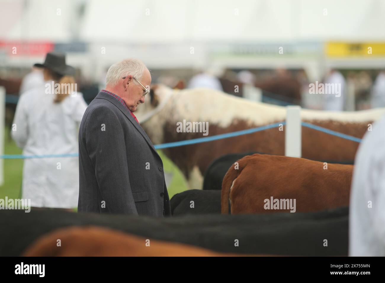 Stephen Darnbrook judging Dexter cattle at the 2024 Balmoral show at ...