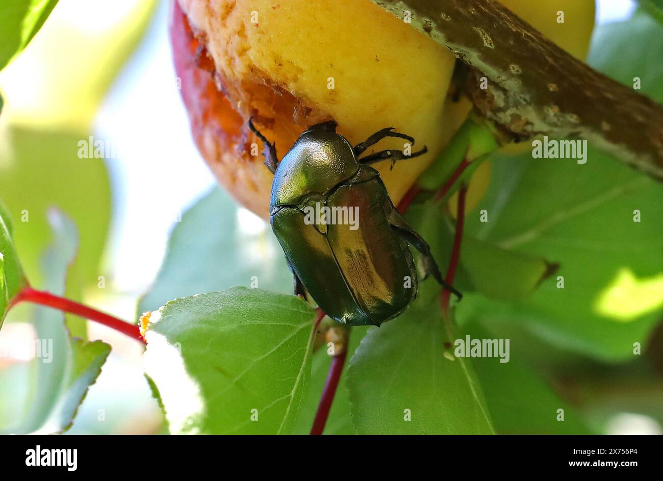 Rose Chafer Beetle or the Green Rose Chafer, Cetonia aurata ...