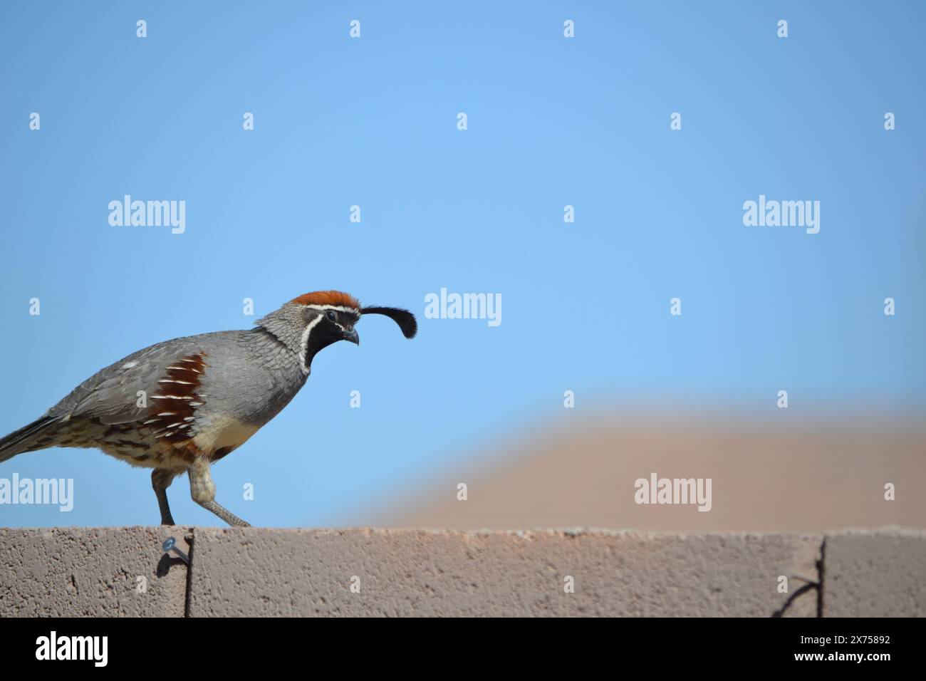 A male California Quail parades atop a brick retaining wall, set ...