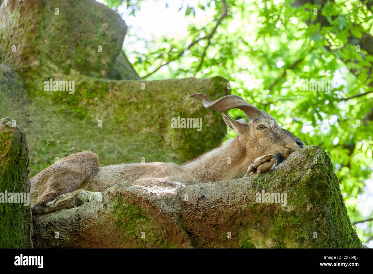 Markhor, falconeri goat, resting on a rock Stock Photo - Alamy