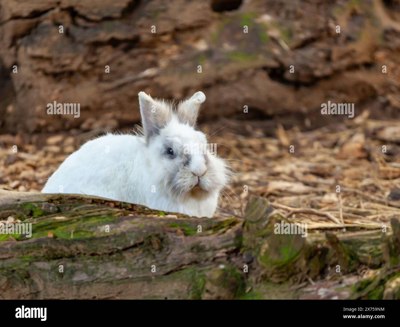 Fluffy white rabbit peers out curiously from behind a log in a rustic ...