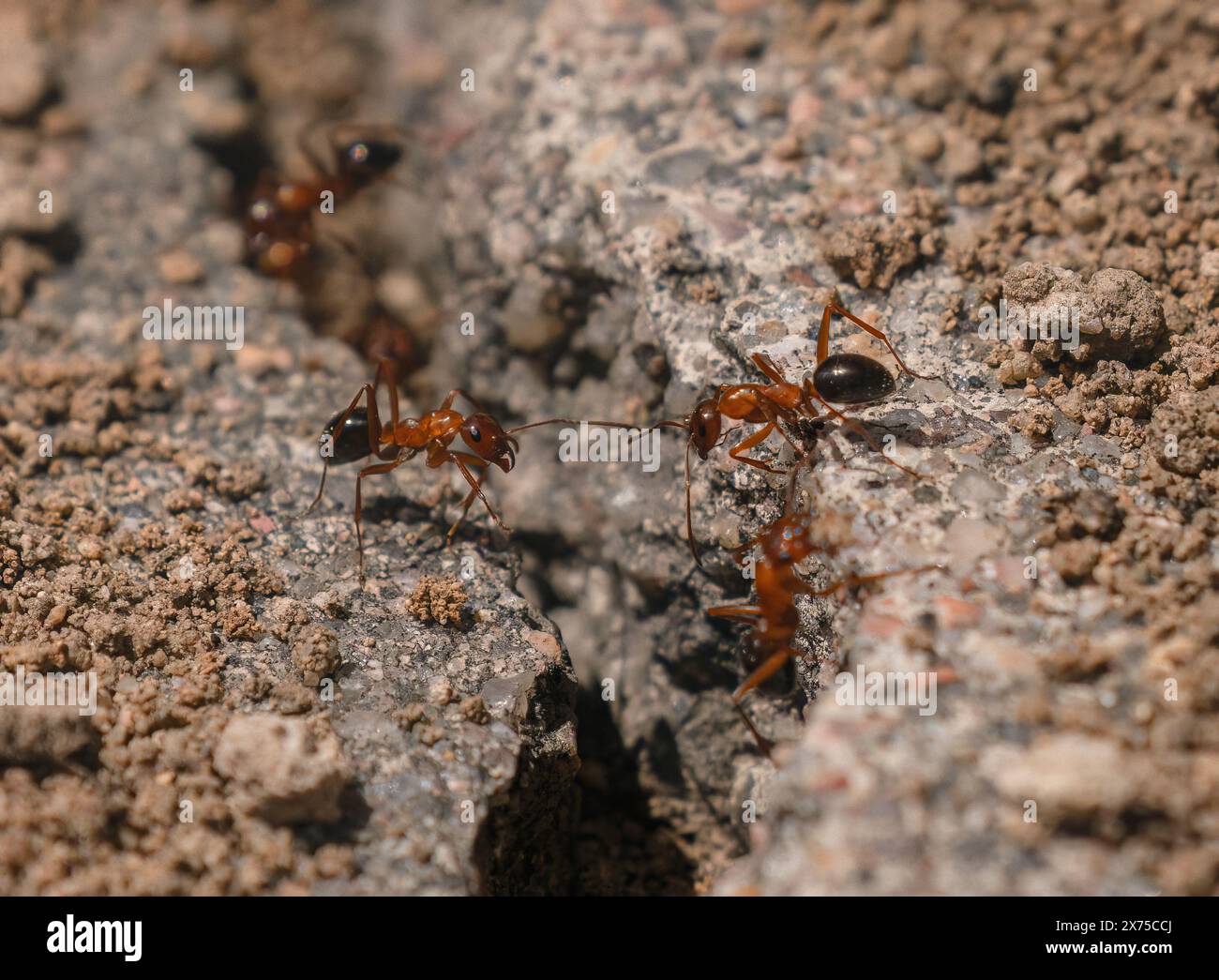 Carpenter Ants working along a crevice or crack in the pavement Stock ...