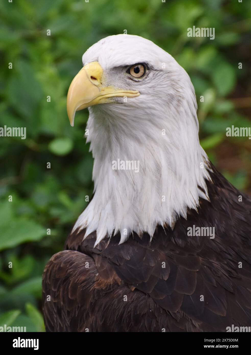 Vertical portrait of a Bald Eagle (Haliaeetus leucocephalus) in a green ...