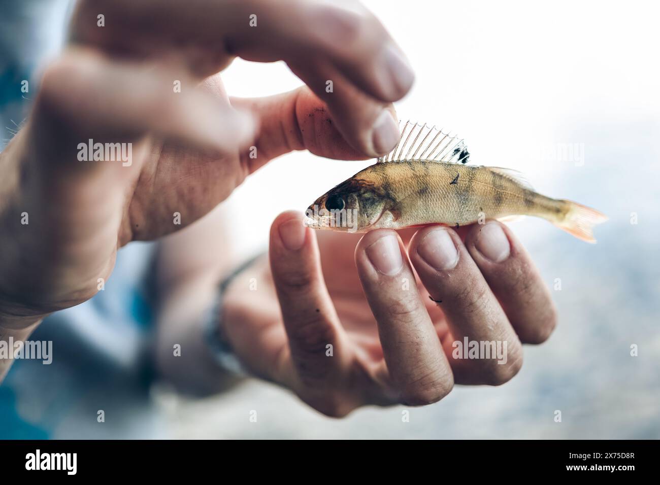 Small perch hi-res stock photography and images - Alamy