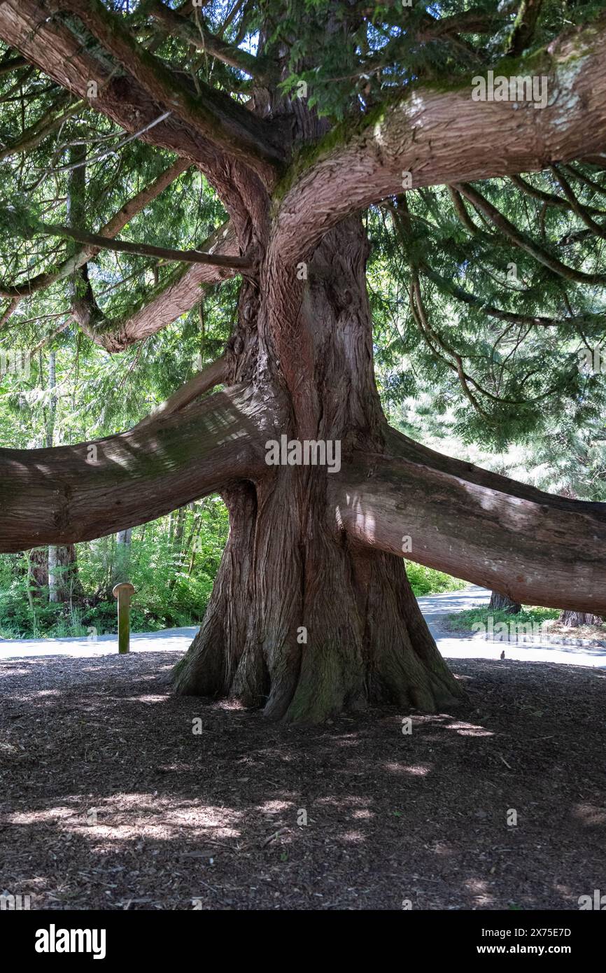 Giant cedar tree hi-res stock photography and images - Alamy