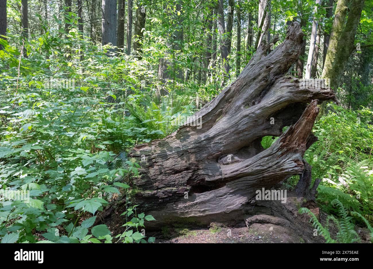 Giant Western Redwood Cedar tree in Redwood Park, Surrey, British ...