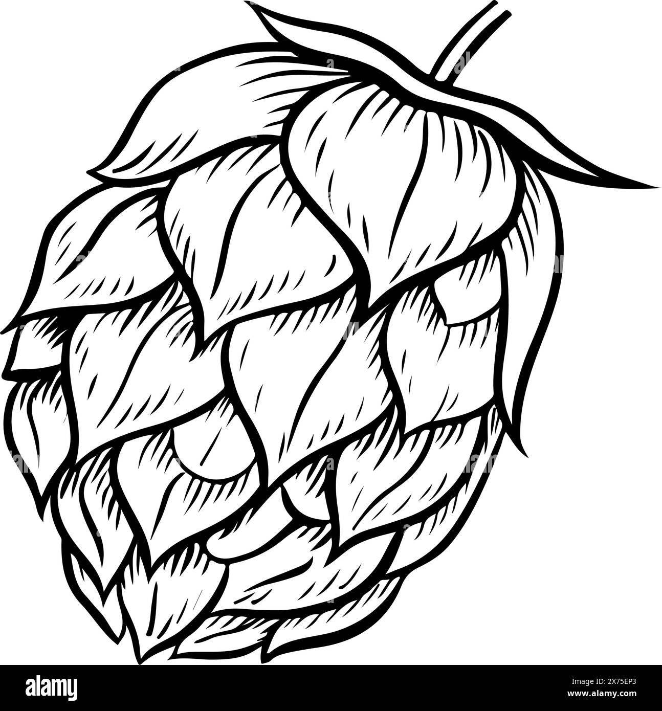 Cone of hop. A vector black-and-white hand-drawn illustration ...
