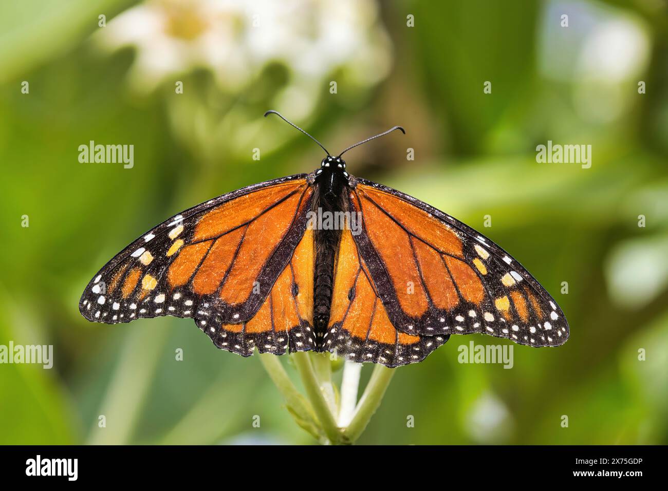Detailed markings of a male monarch butterfly with wings spread and ...