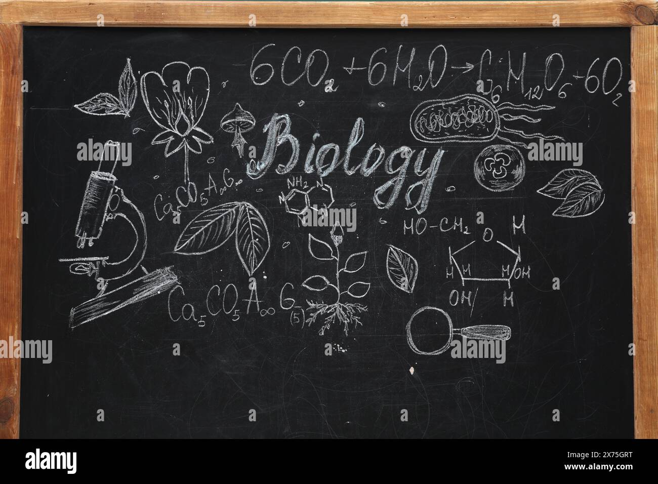 Word Biology and different pictures drawn on blackboard Stock Photo - Alamy
