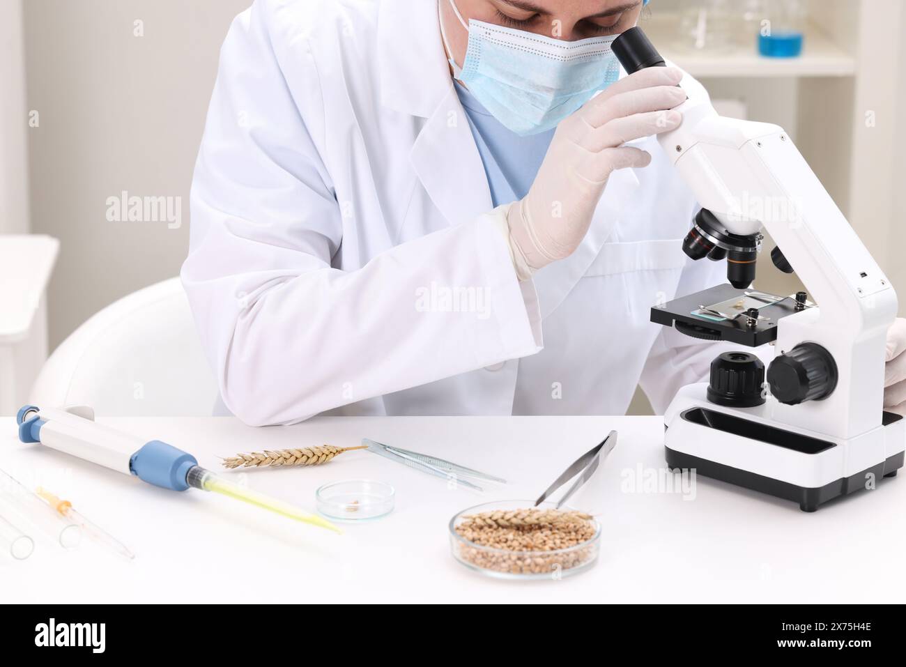 Quality control. Food inspector examining wheat grain under microscope ...