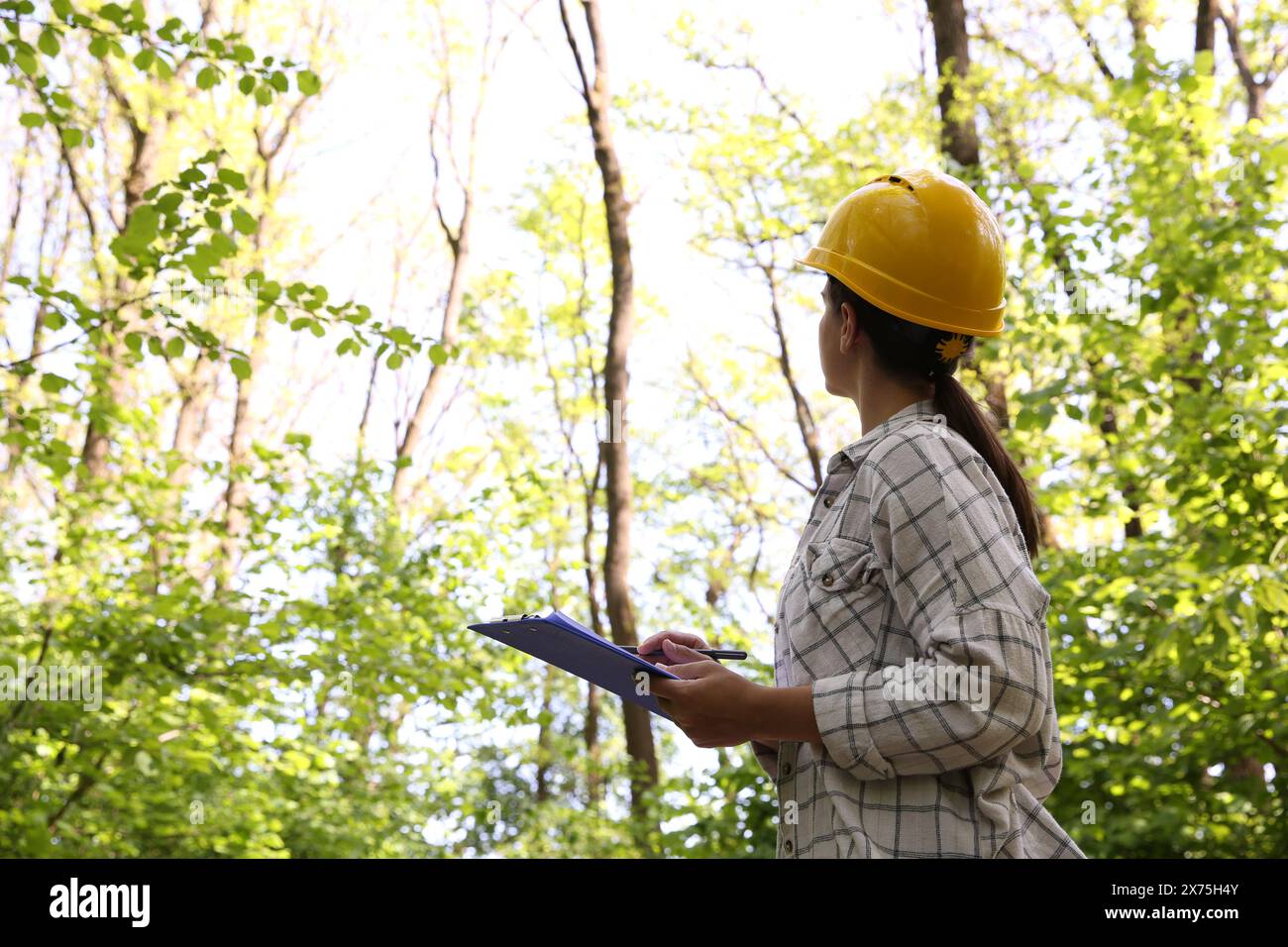 Forester in hard hat with clipboard examining plants in forest Stock ...