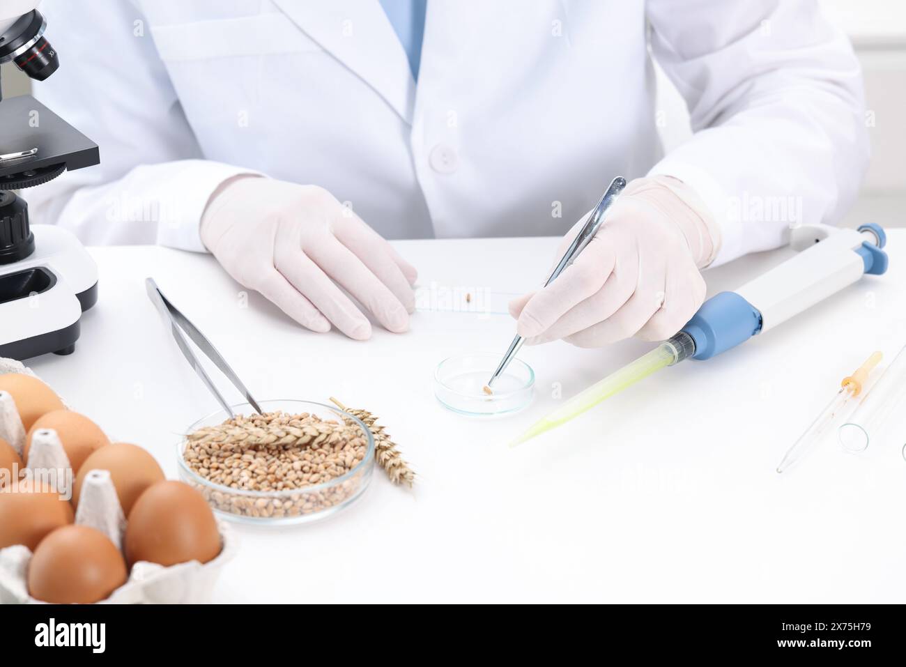 Quality control. Food inspector examining wheat grain in laboratory ...