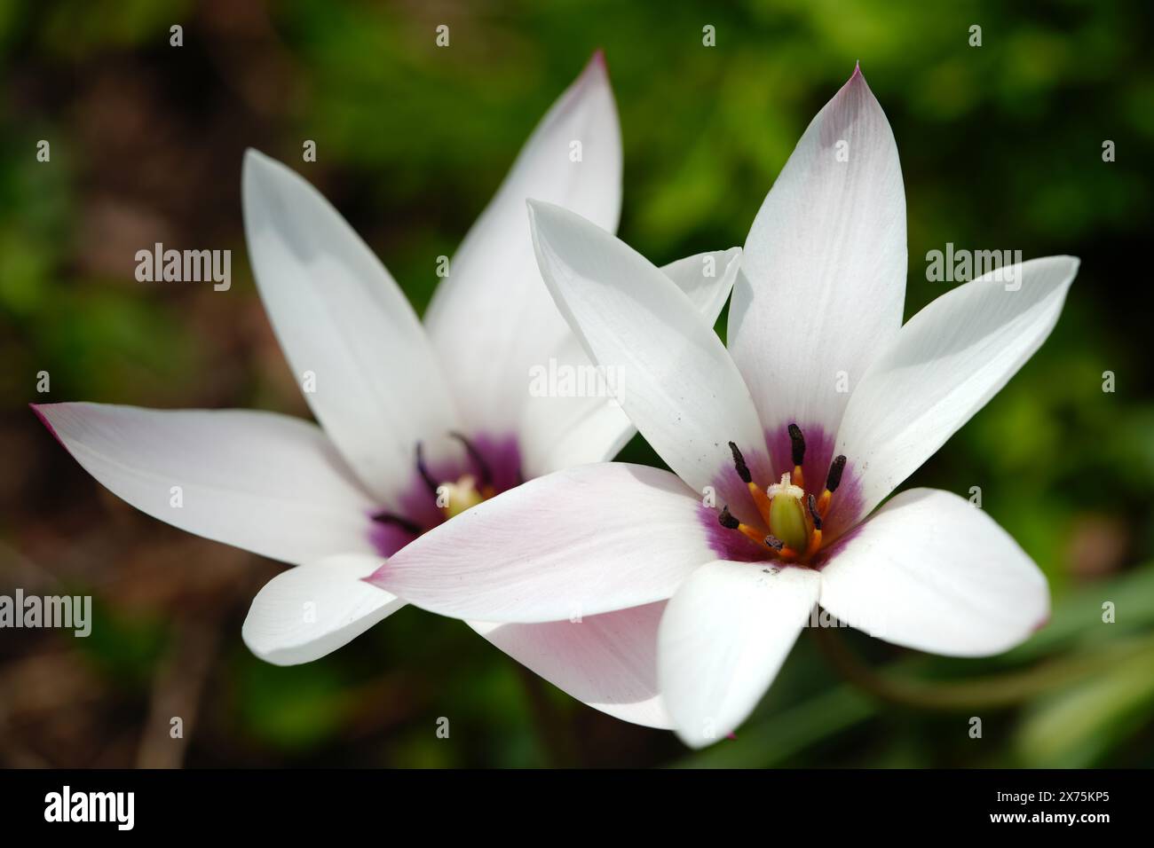 White Lady Tulips Stock Photo - Alamy