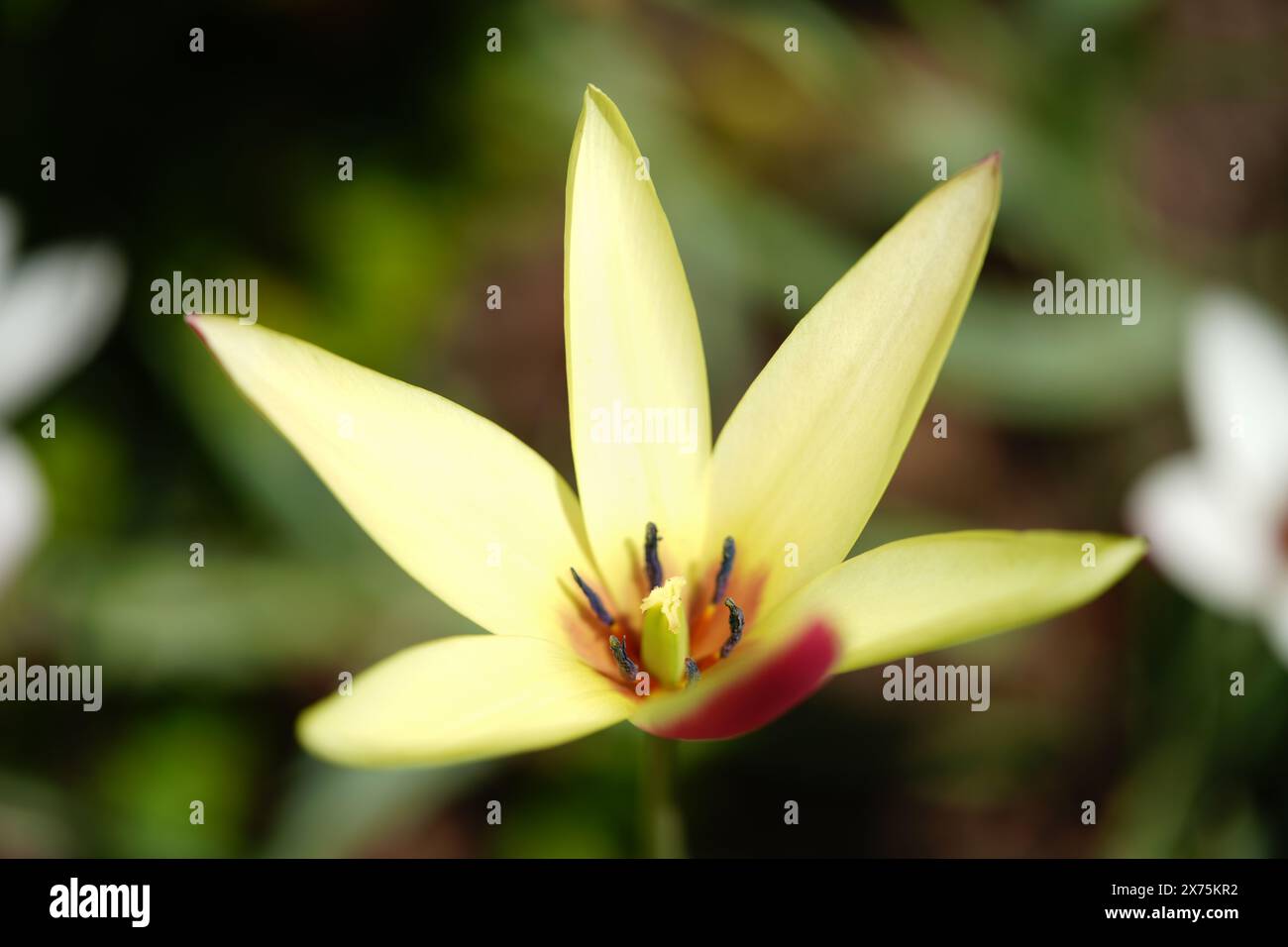 Candlestick tulip hi-res stock photography and images - Alamy