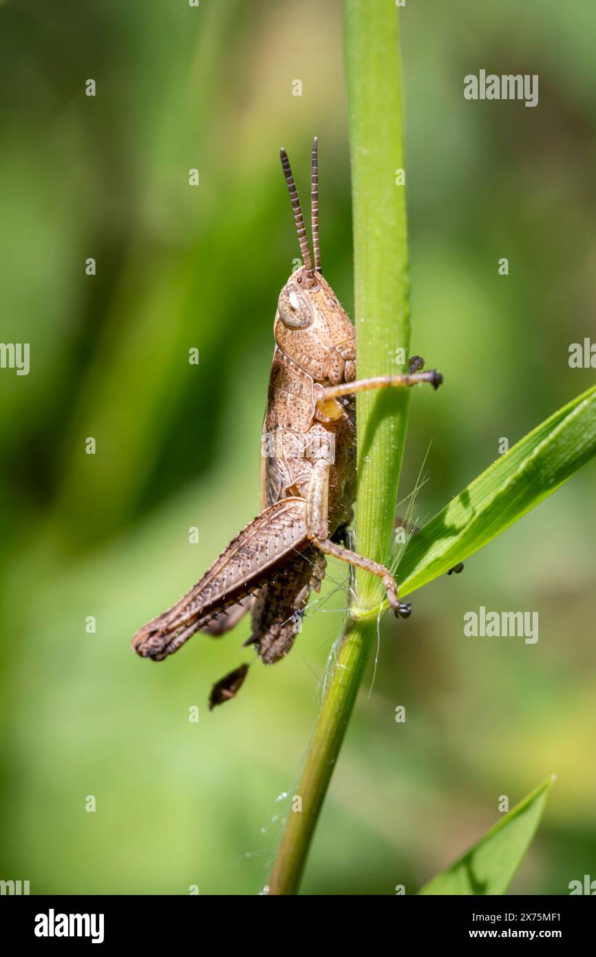 A small brown grasshopper embarks on a journey up a slender blade of ...