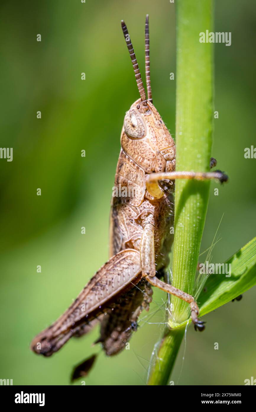 A small brown grasshopper embarks on a journey up a slender blade of ...
