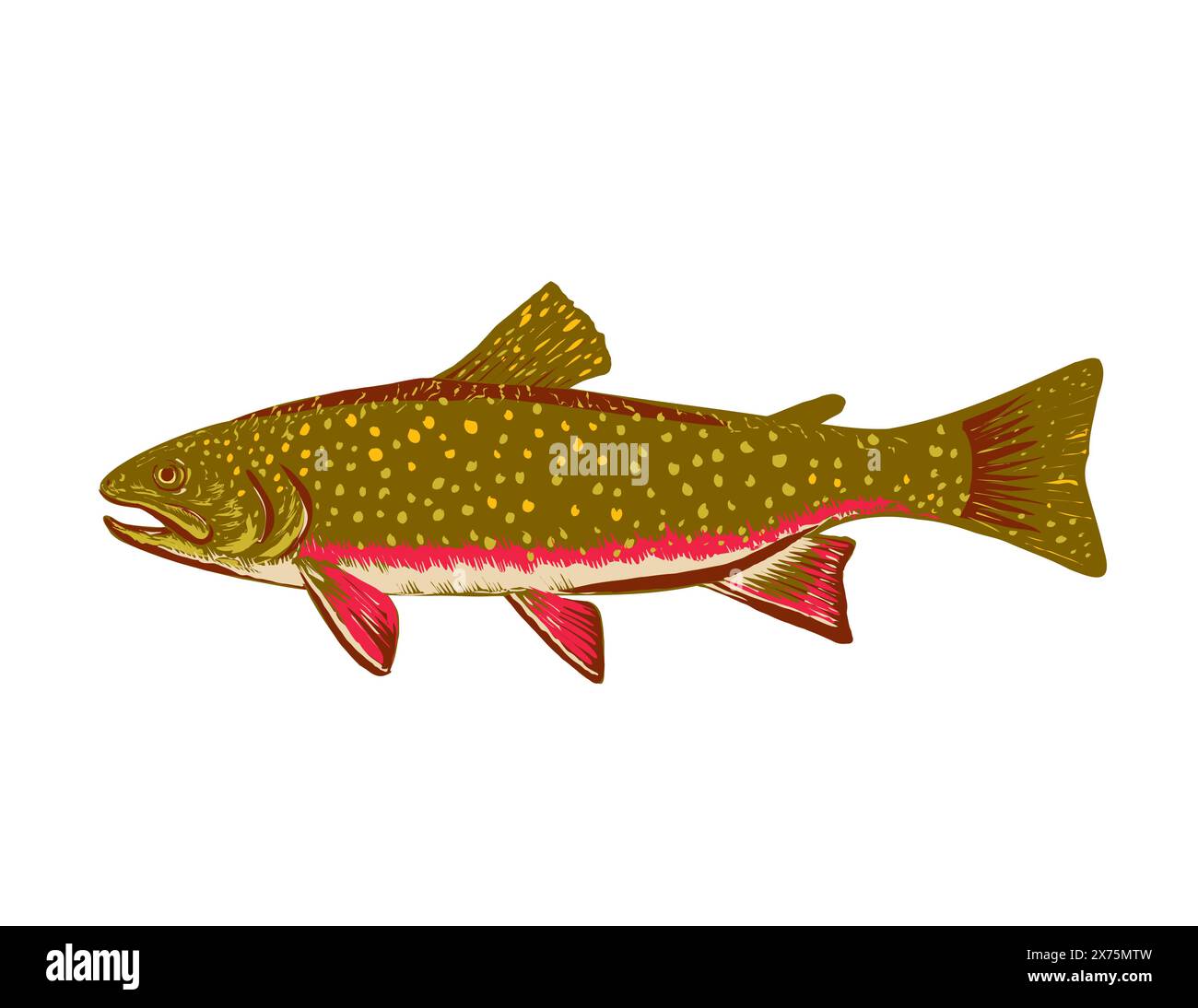 Eastern brook trout fish Stock Vector Images - Alamy