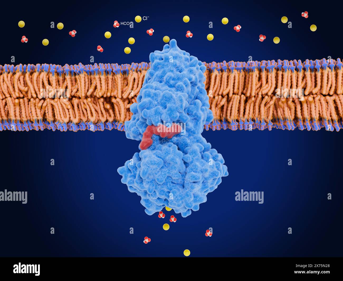 Illustration of a cystic fibrosis transmembrane conductance regulator ...