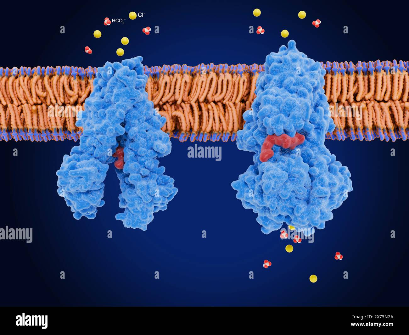 Illustration of cystic fibrosis transmembrane conductance regulator ...