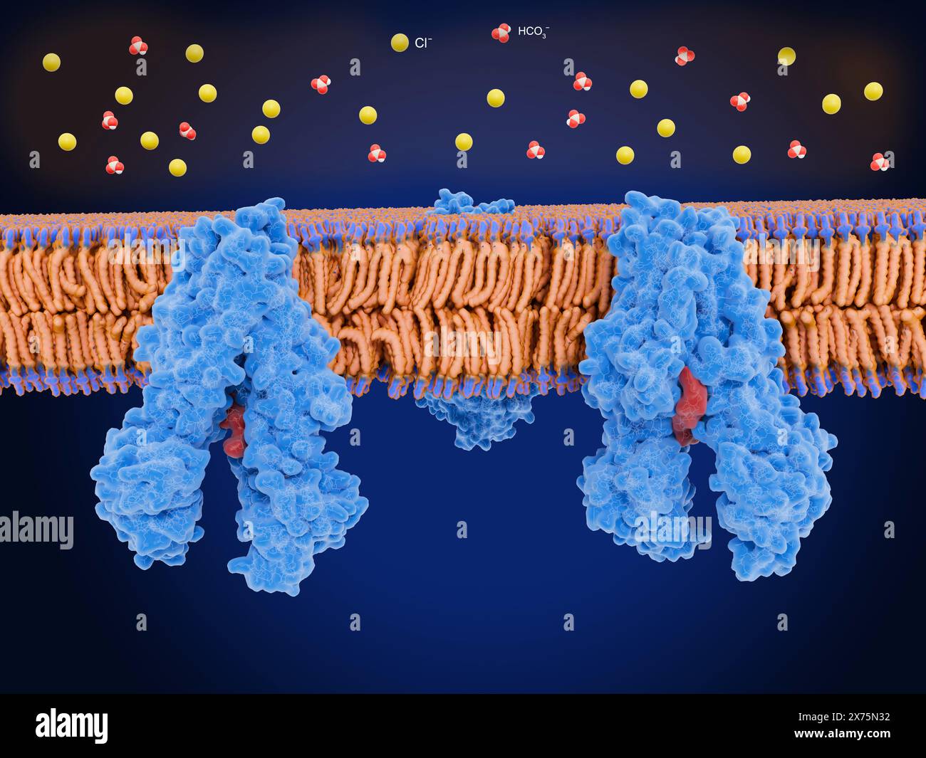 Illustration Of Closed Cystic Fibrosis Transmembrane Conductance