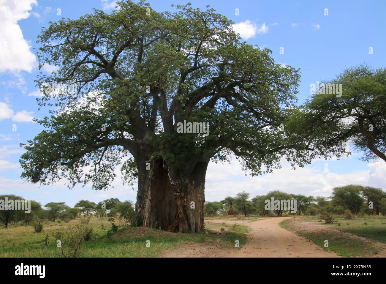 Baobab tree (Adansonia digitata), Tarangire National Park, Tanzania ...
