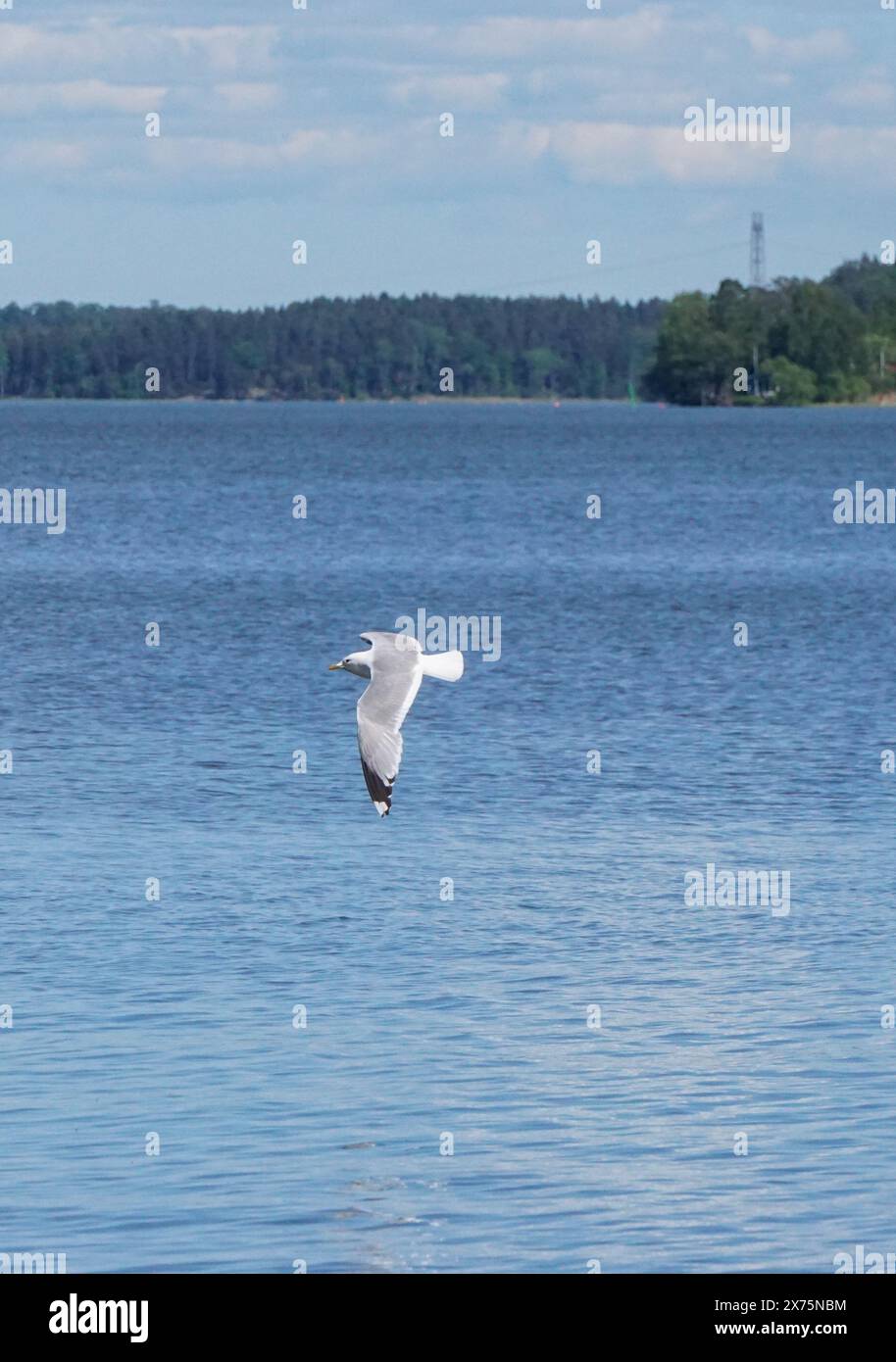 The seagull flying over the lake Stock Photo - Alamy