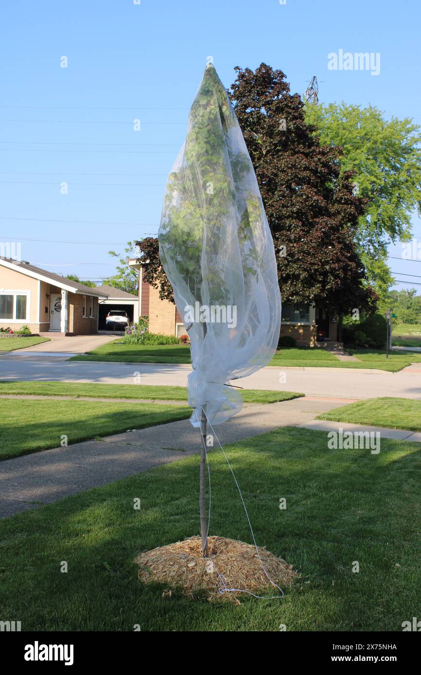 Chicago insects hi-res stock photography and images - Alamy