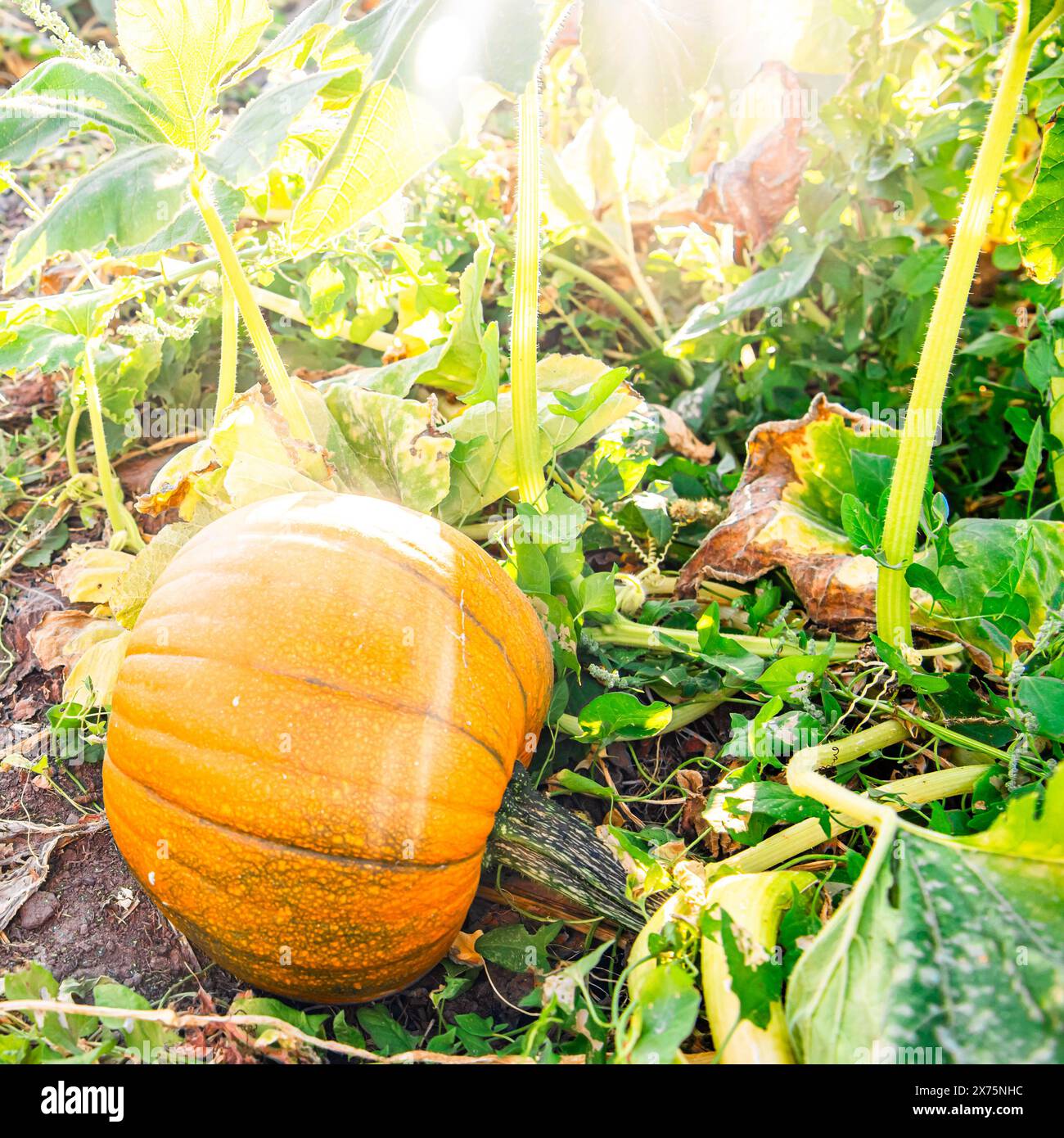 Pumpkin in field in October on the fine at sunset symbolizing fall and ...