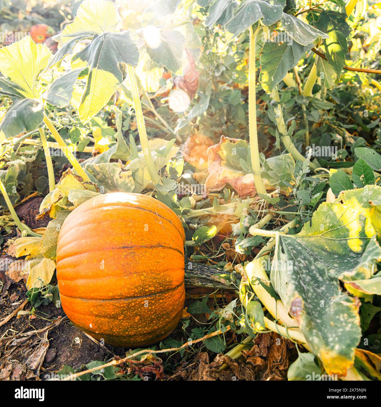 Pumpkin in field in October on the fine at sunset symbolizing fall and ...