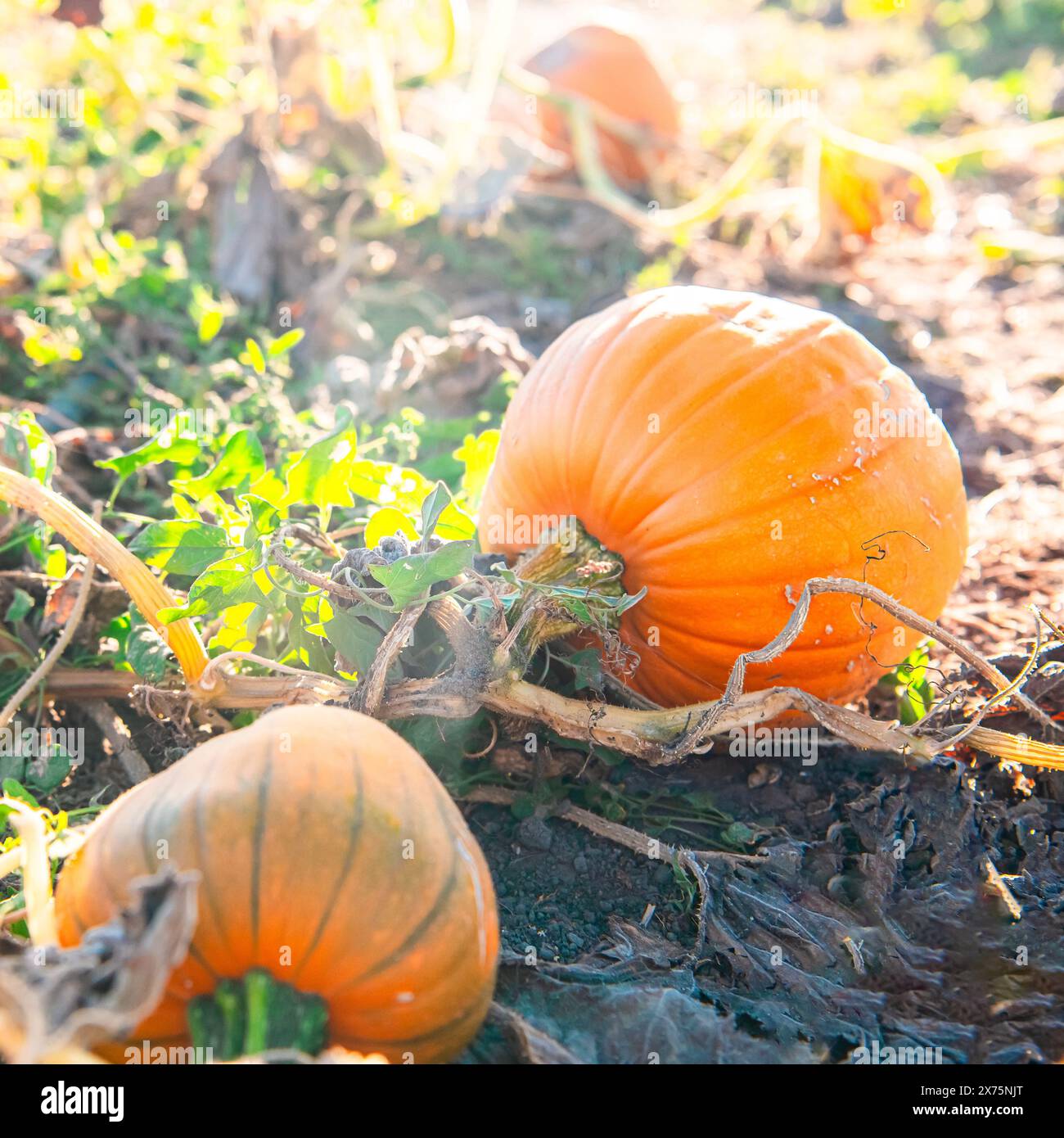 Pumpkin in field in October on the fine at sunset symbolizing fall and ...