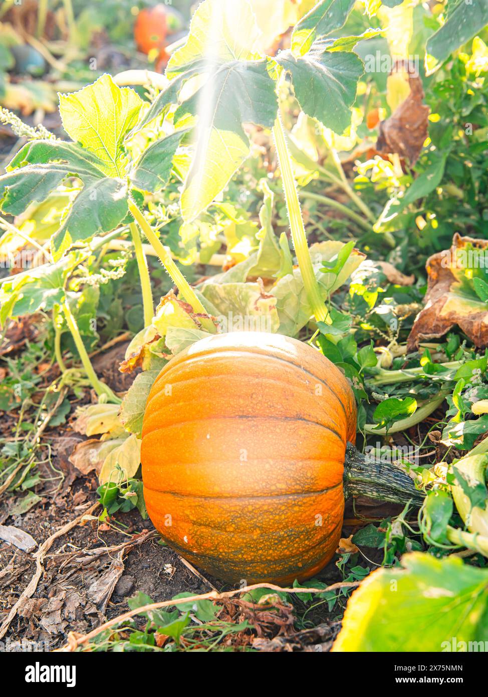 Pumpkin in field in October on the fine at sunset symbolizing fall and ...