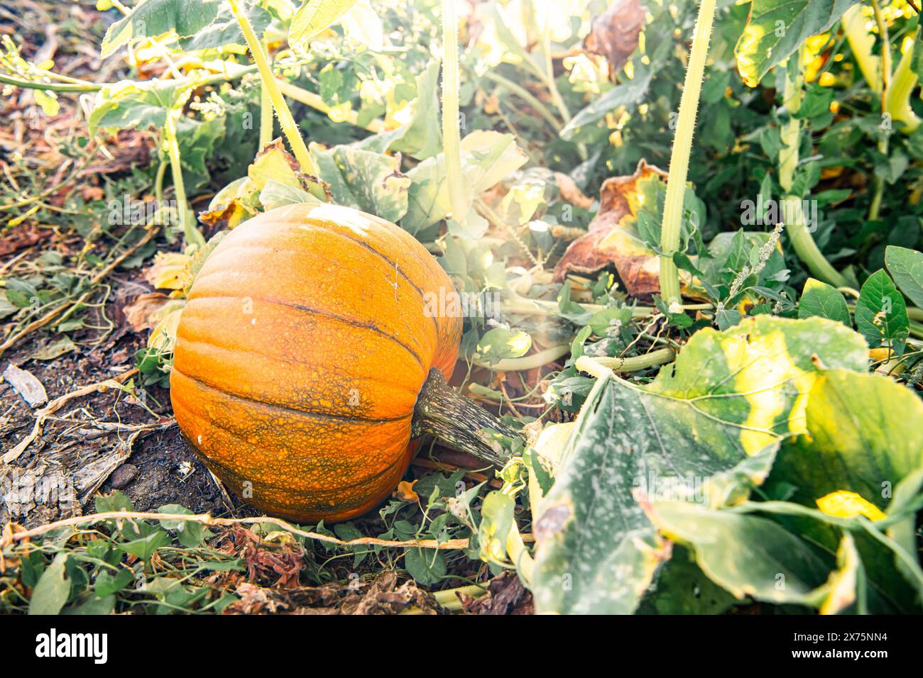 Pumpkin in field in October on the fine at sunset symbolizing fall and ...