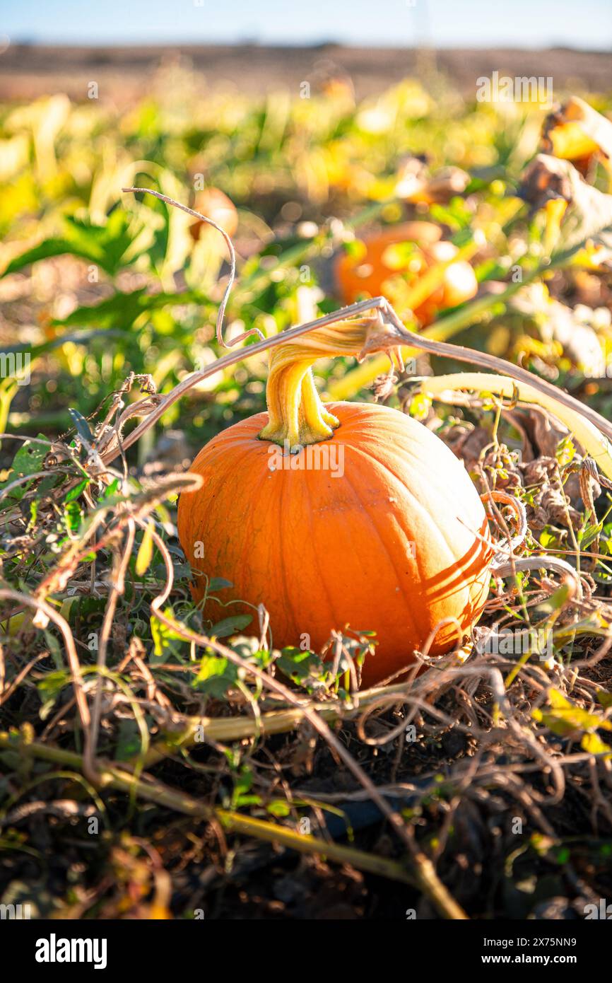 Pumpkin in field in October on the fine at sunset symbolizing fall and ...