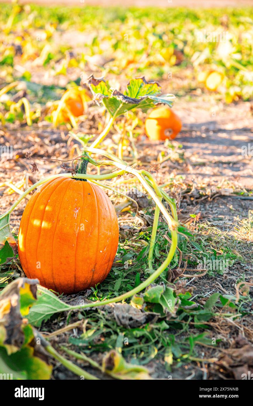 Pumpkin in field in October on the fine at sunset symbolizing fall and ...