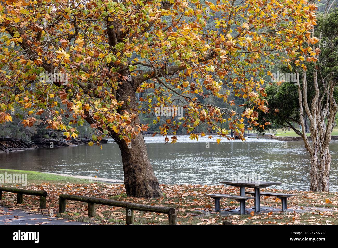 Autumn leaves and picnic area, Royal National Park Sydney Australia ...