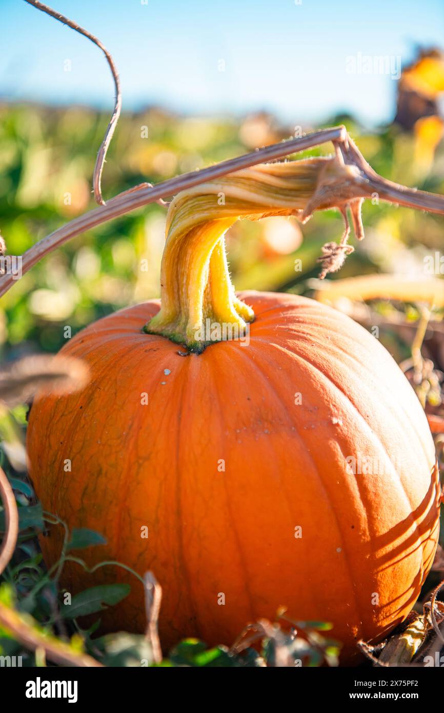 Pumpkin in field in October on the fine at sunset symbolizing fall and ...