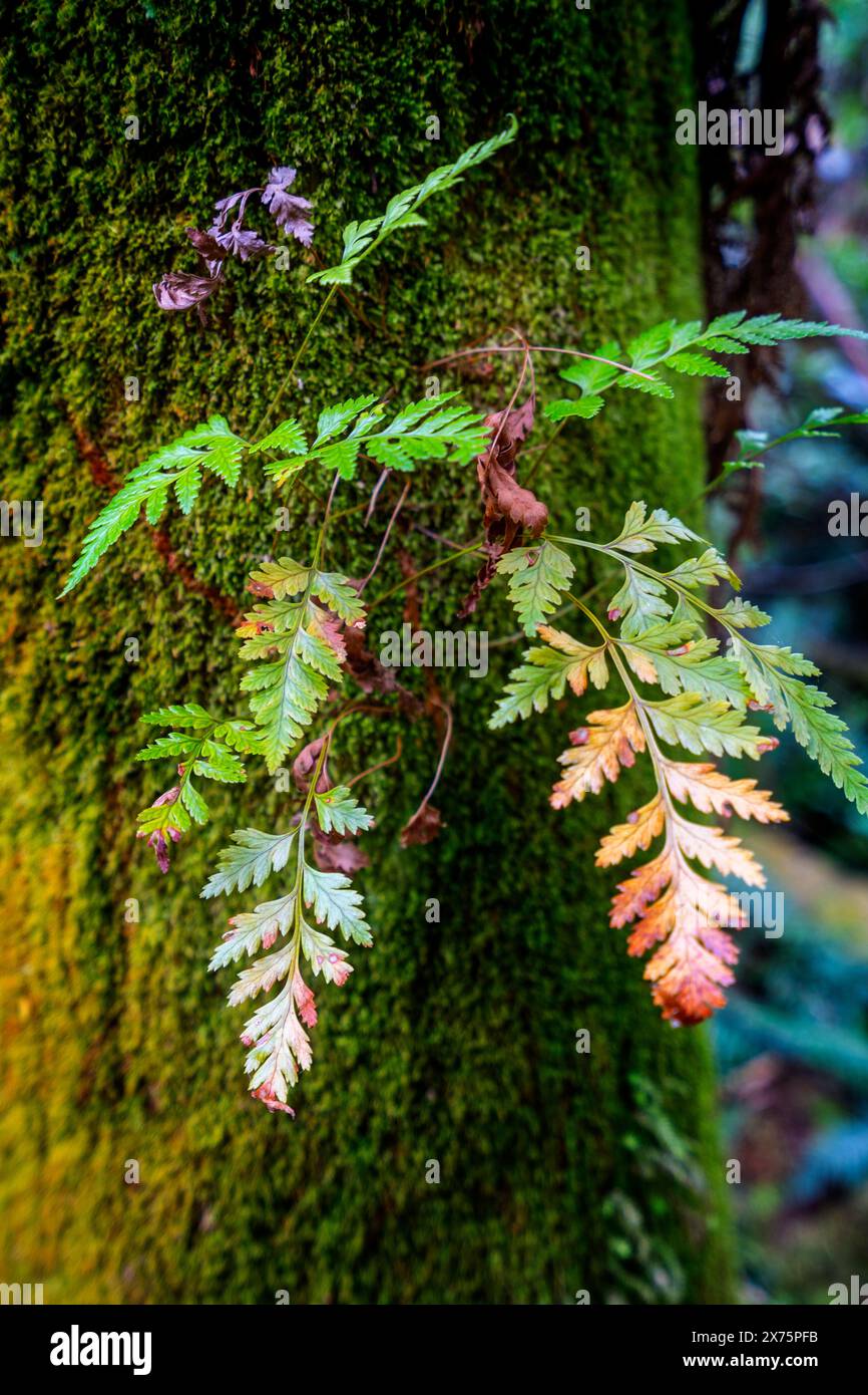Ferns grow on moss covered tree trunk, Mount Field National Park ...