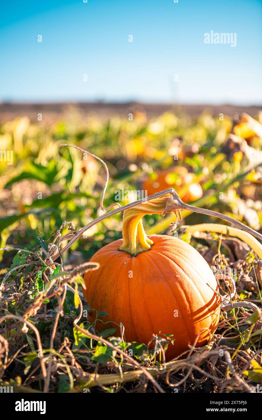 Pumpkin in field in October on the fine at sunset symbolizing fall and ...