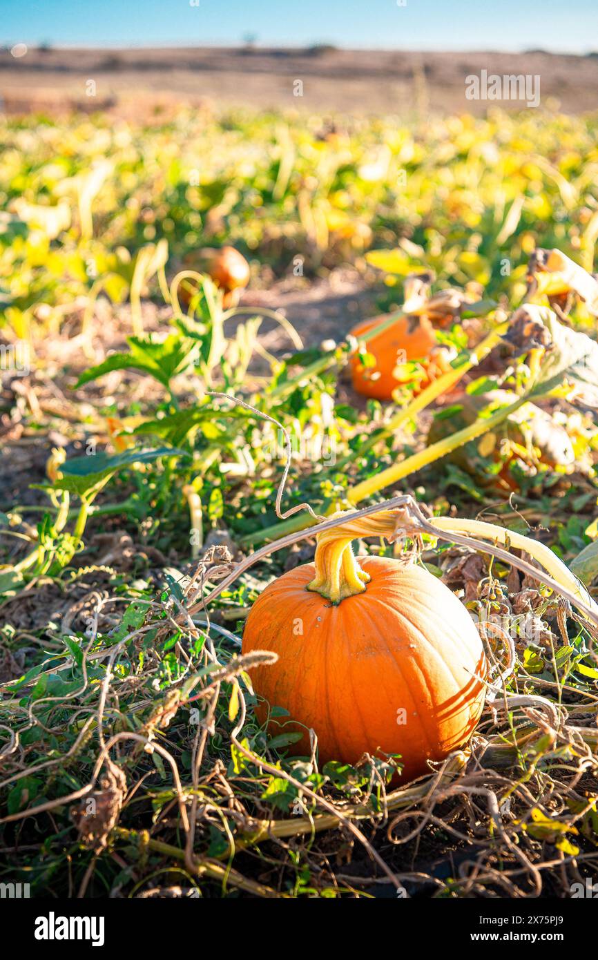 Pumpkin in field in October on the fine at sunset symbolizing fall and ...
