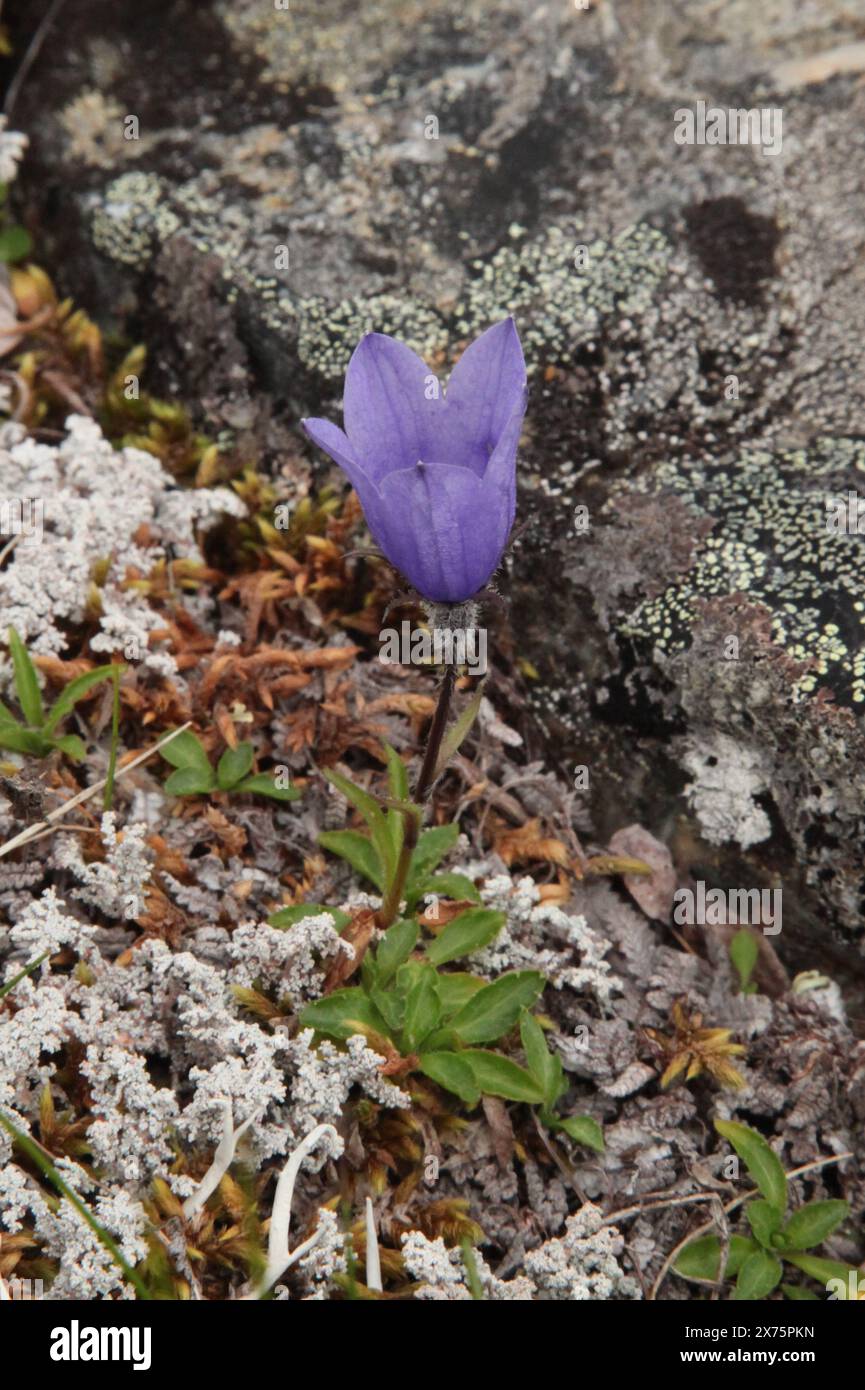 Mountain Harebell (Campanula lasiocarpa) purple wildflower in Denali ...