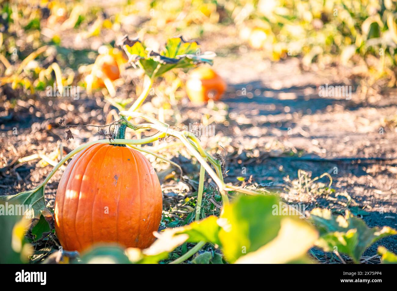 Pumpkin in field in October on the fine at sunset symbolizing fall and ...