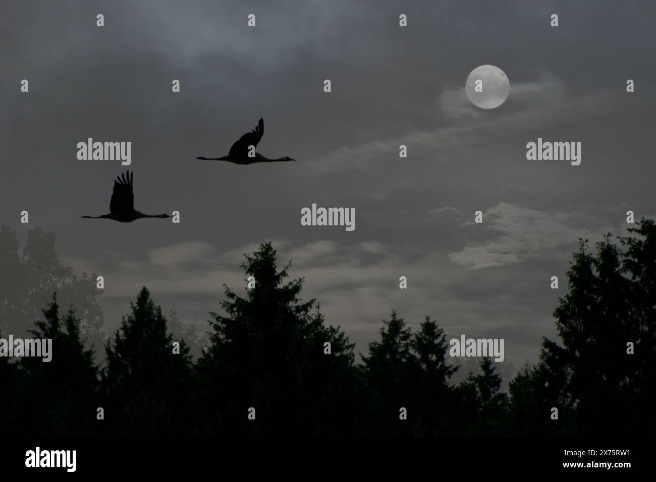 Birds flying with full moon, Pennsylvania, USA Stock Photo - Alamy