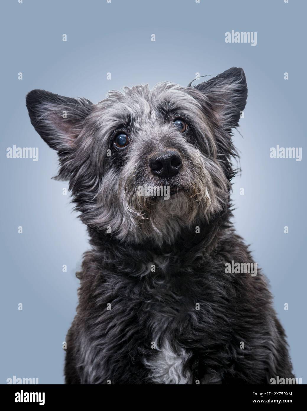 Cute female dog hi-res stock photography and images - Alamy