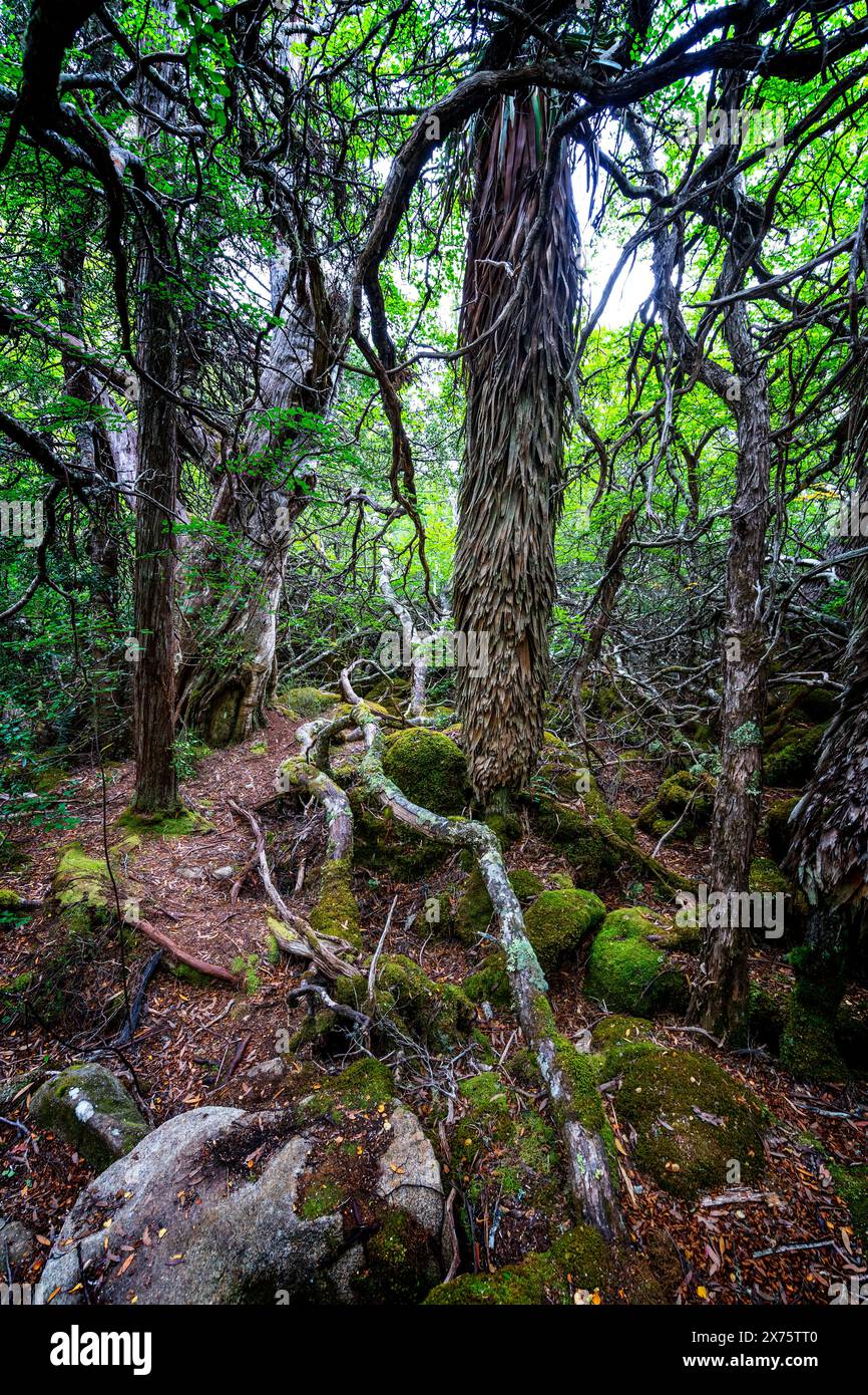 Thickly tangled tree roots and branches, Mount Field National Park ...
