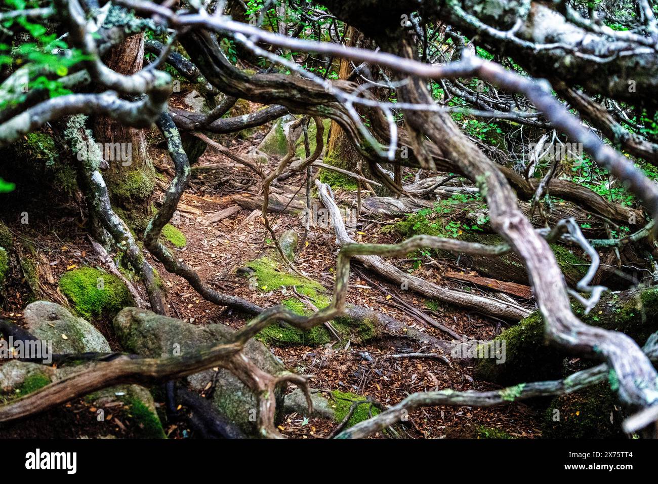 Thickly tangled tree roots and branches, Mount Field National Park ...