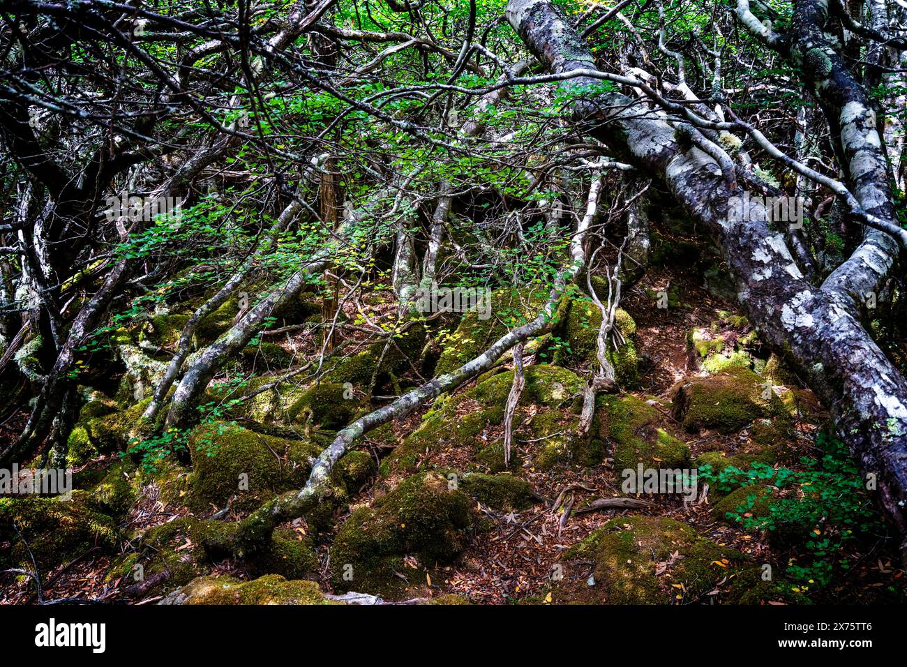 Thickly tangled tree roots and branches, Mount Field National Park ...