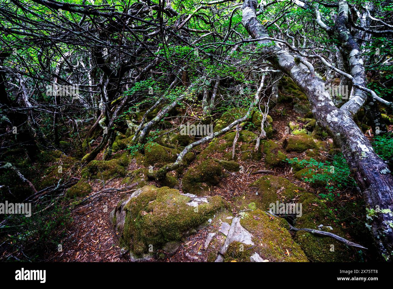 Thickly tangled tree roots and branches, Mount Field National Park ...