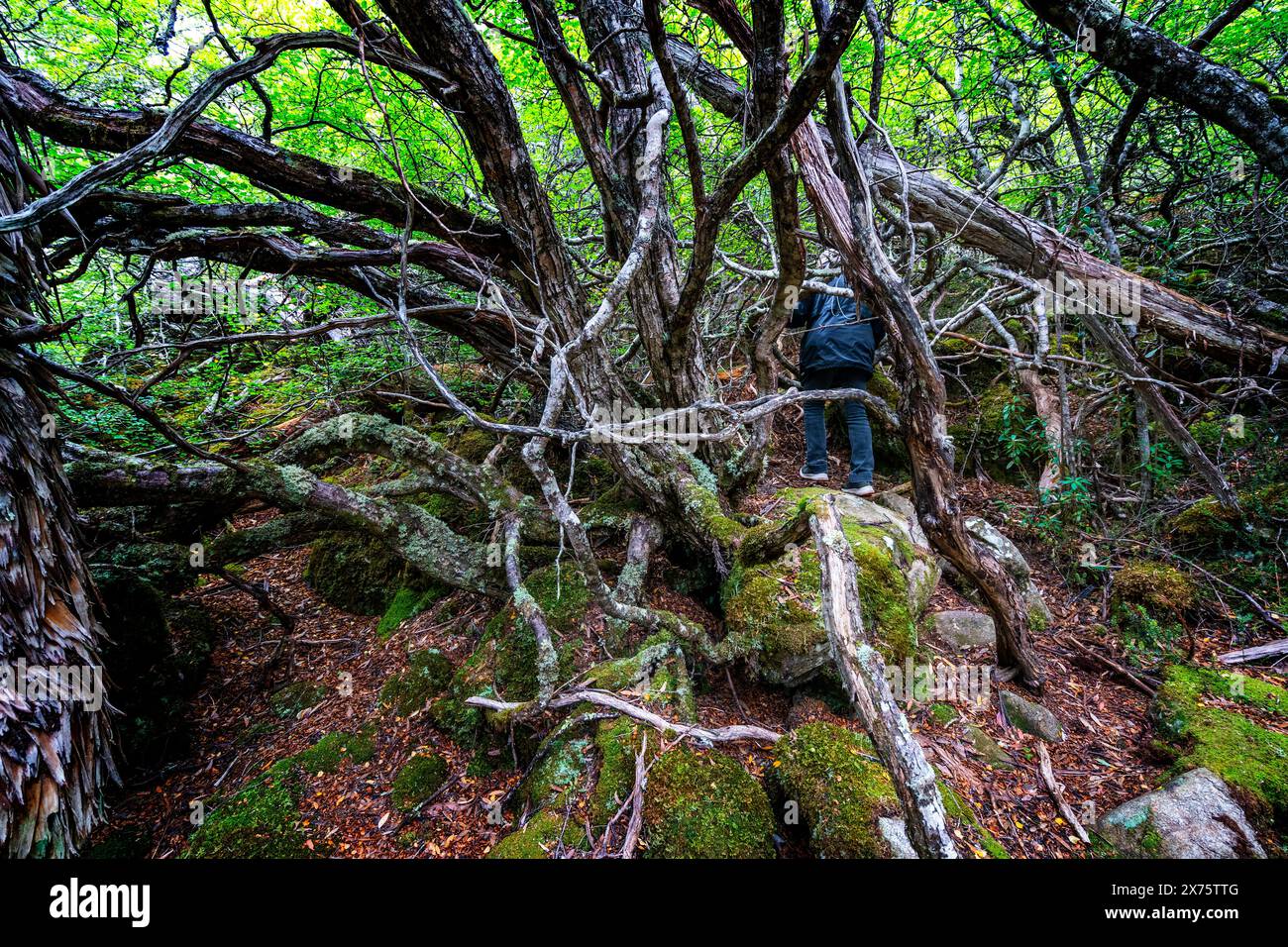 Thickly tangled tree roots and branches, Mount Field National Park ...